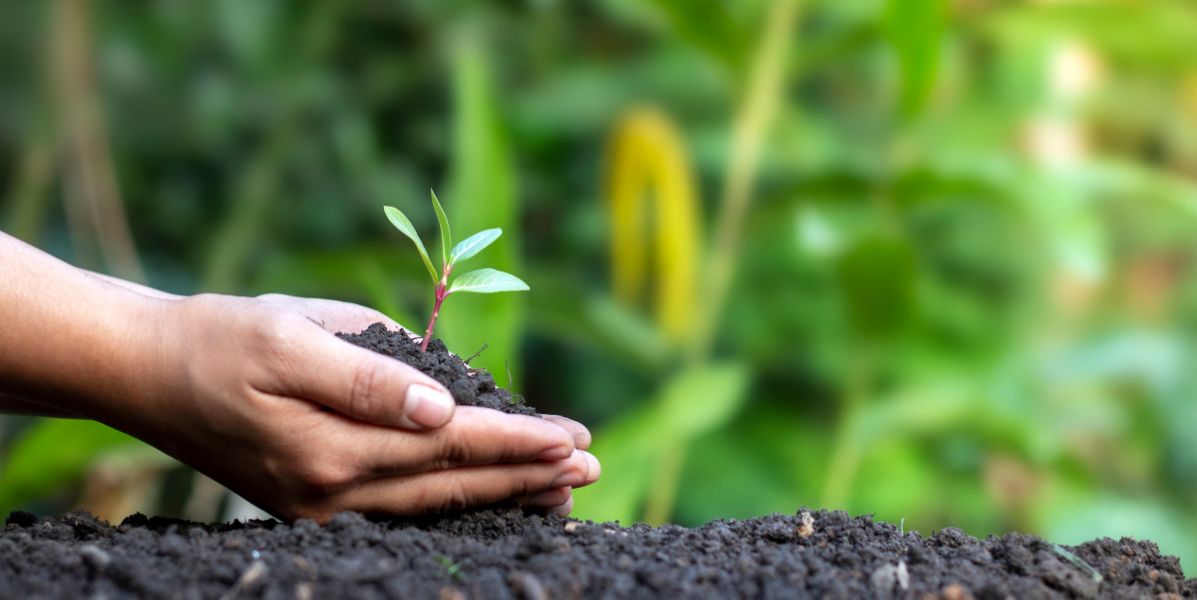 Le compost humain devient légal dans l'État de New York